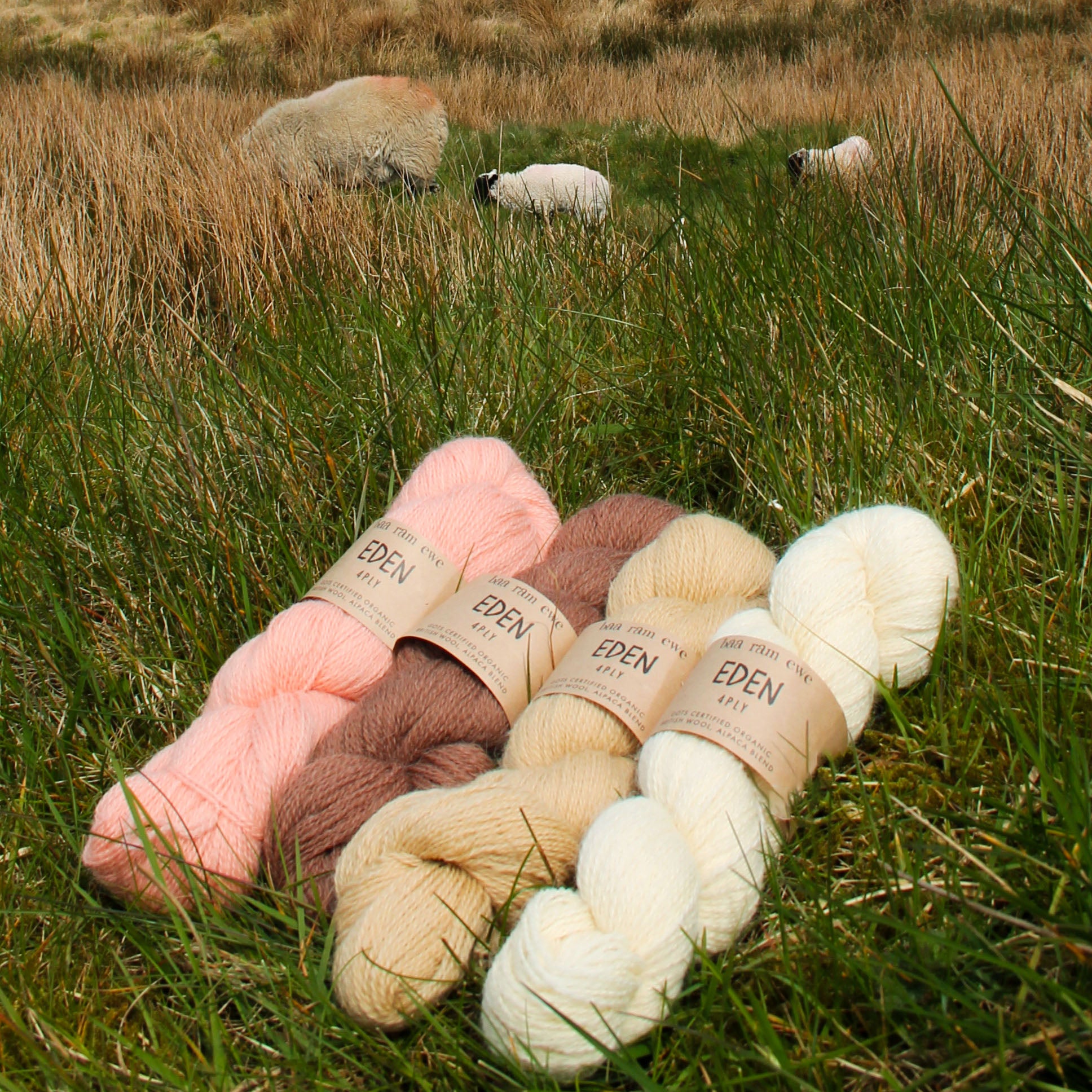 Eden 4Ply: 70% Organic British Hand Knitting Wool, 30% Alpaca 100g Han ...